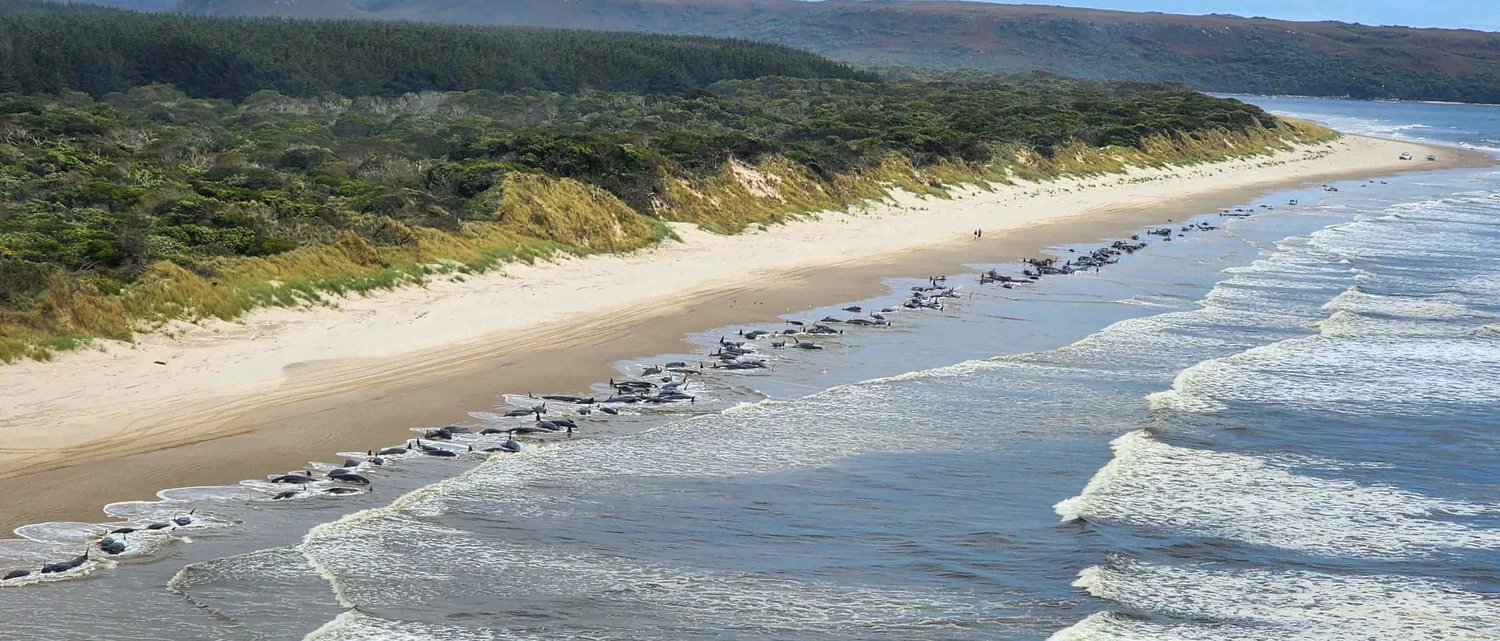 Over 200 hvaler strandet i Australia - TV 2