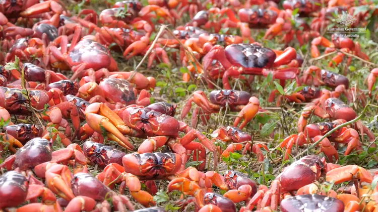 Australia: Millioner av krabber stenger veier på Juleøya - TV 2