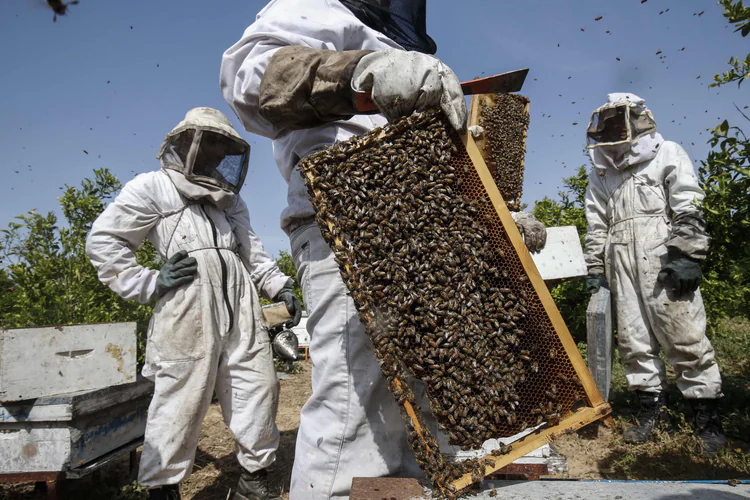 Har utviklet vaksine for honningbier - TV 2