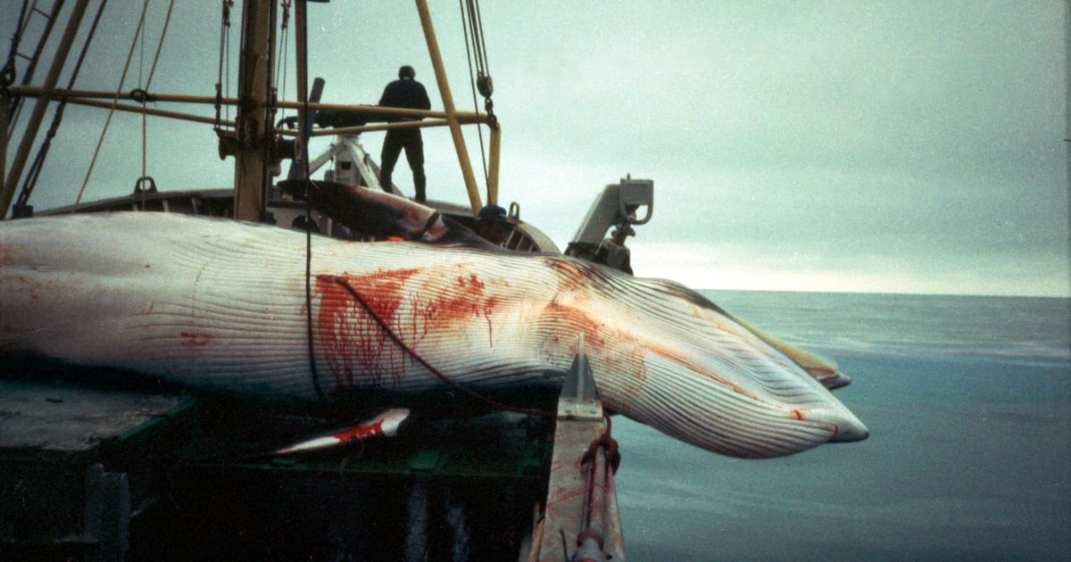 Åpner for mer hvalfangst i Norge - TV 2