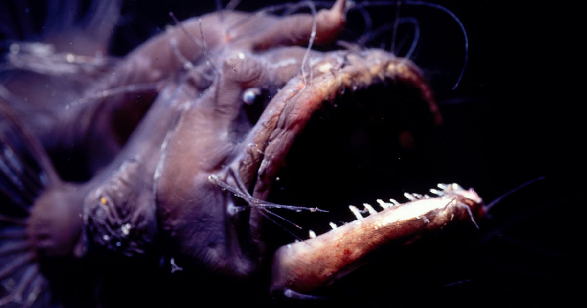 Advarer om mulig utryddelse: – Effekten vil vare i årtusener - TV 2