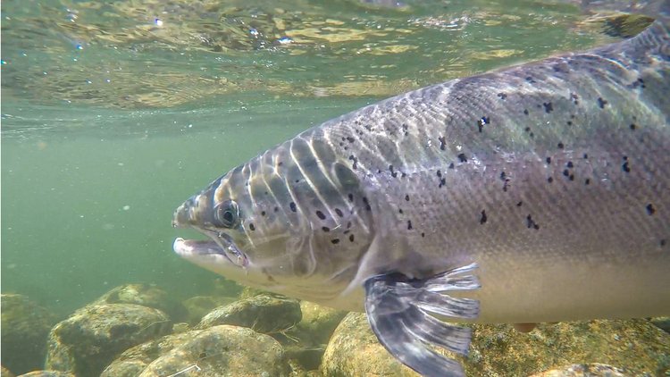 Nye laksefiske-regler - TV 2