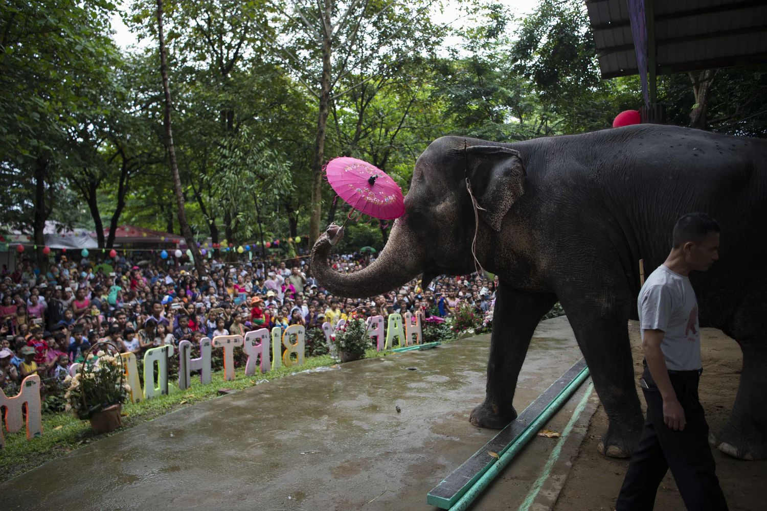 Elefanter i dyreparker liker å få besøk - TV 2