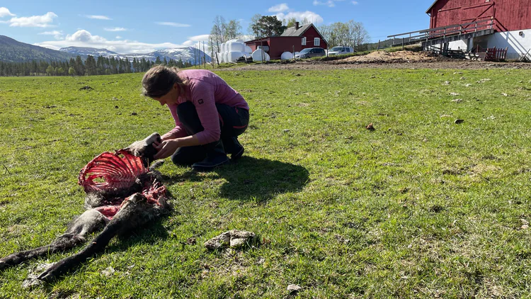 Ulv tok sau inne i fjøs på Tynset - TV 2