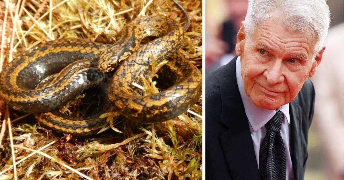 Oppkalt etter Harrison Ford: – Kunne sikkert vært venner - TV 2