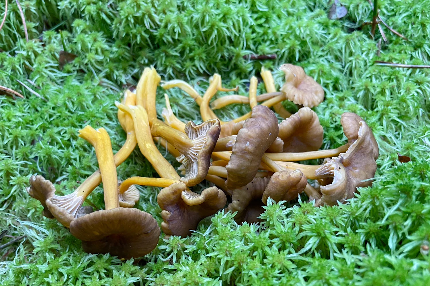 Giftig sopp kan være effektiv i kreftbehandling - TV 2