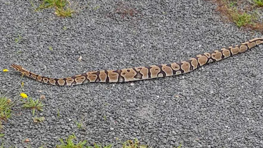 Politiet: 1,5 meter lang slange var på rømmen i Asker - TV 2