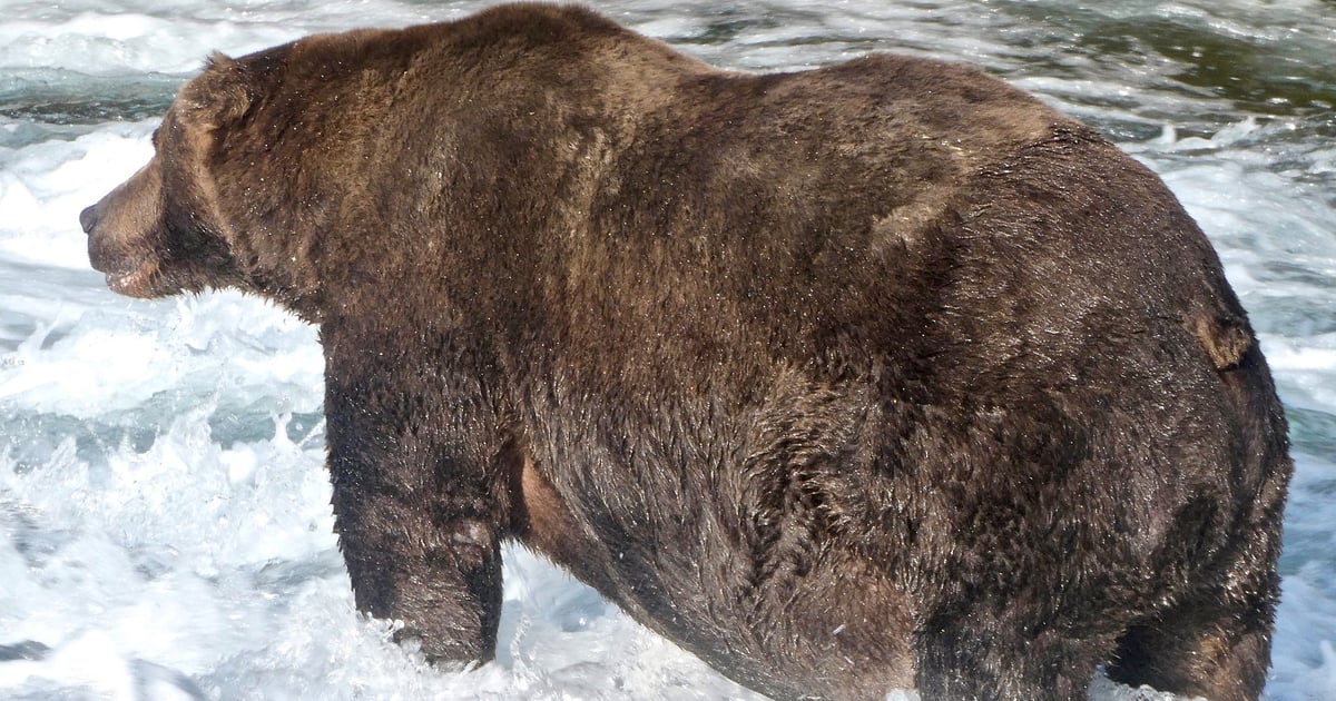 Turgåer reddet ut av villmarken – kan takke feite bjørner - TV 2