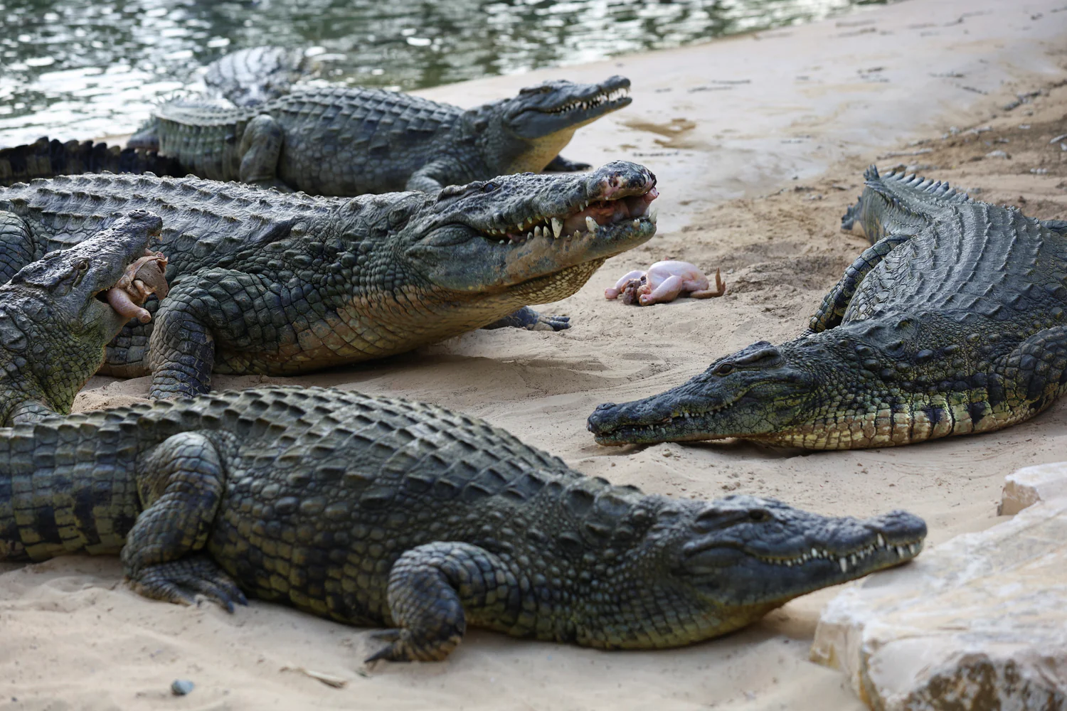 75 krokodiller på rømmen i kinesisk by - TV 2