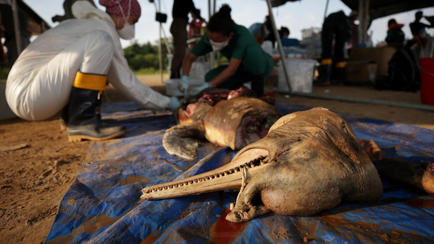 Massedød i Amazonas – 120 delfiner funnet flytende i elva - TV 2