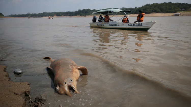 Massedød i Amazonas – 120 delfiner funnet flytende i elva - TV 2