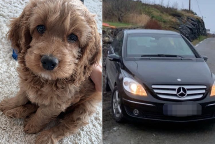 BT: Ber om fire uker varetekt etter å ha stjålet bil med valp - TV 2