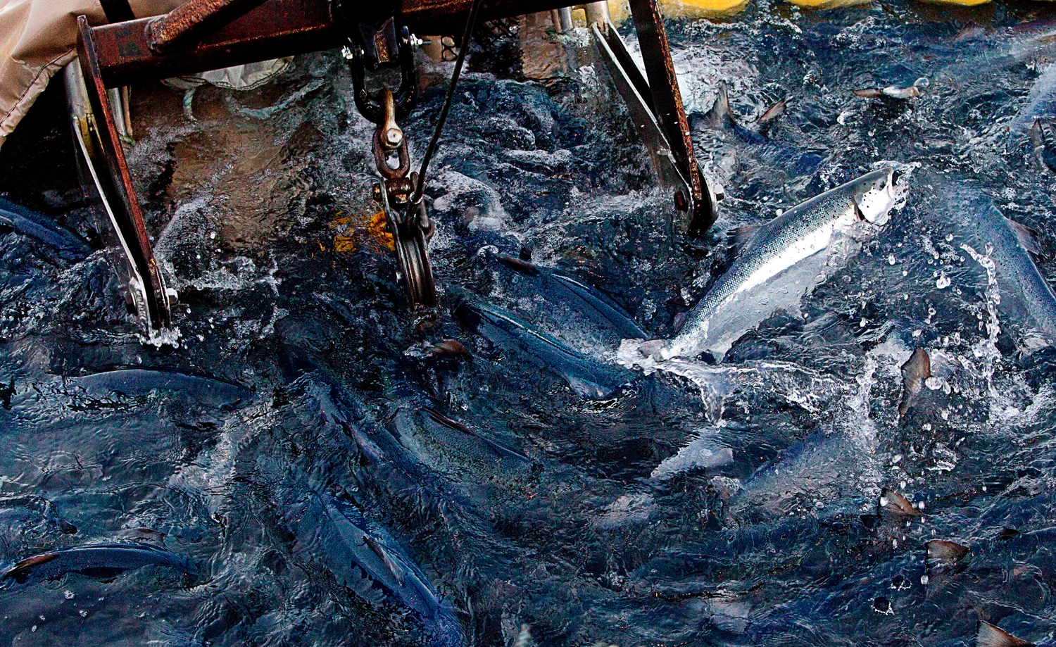 65 millioner laks døde i oppdrettsanlegg i fjor - TV 2