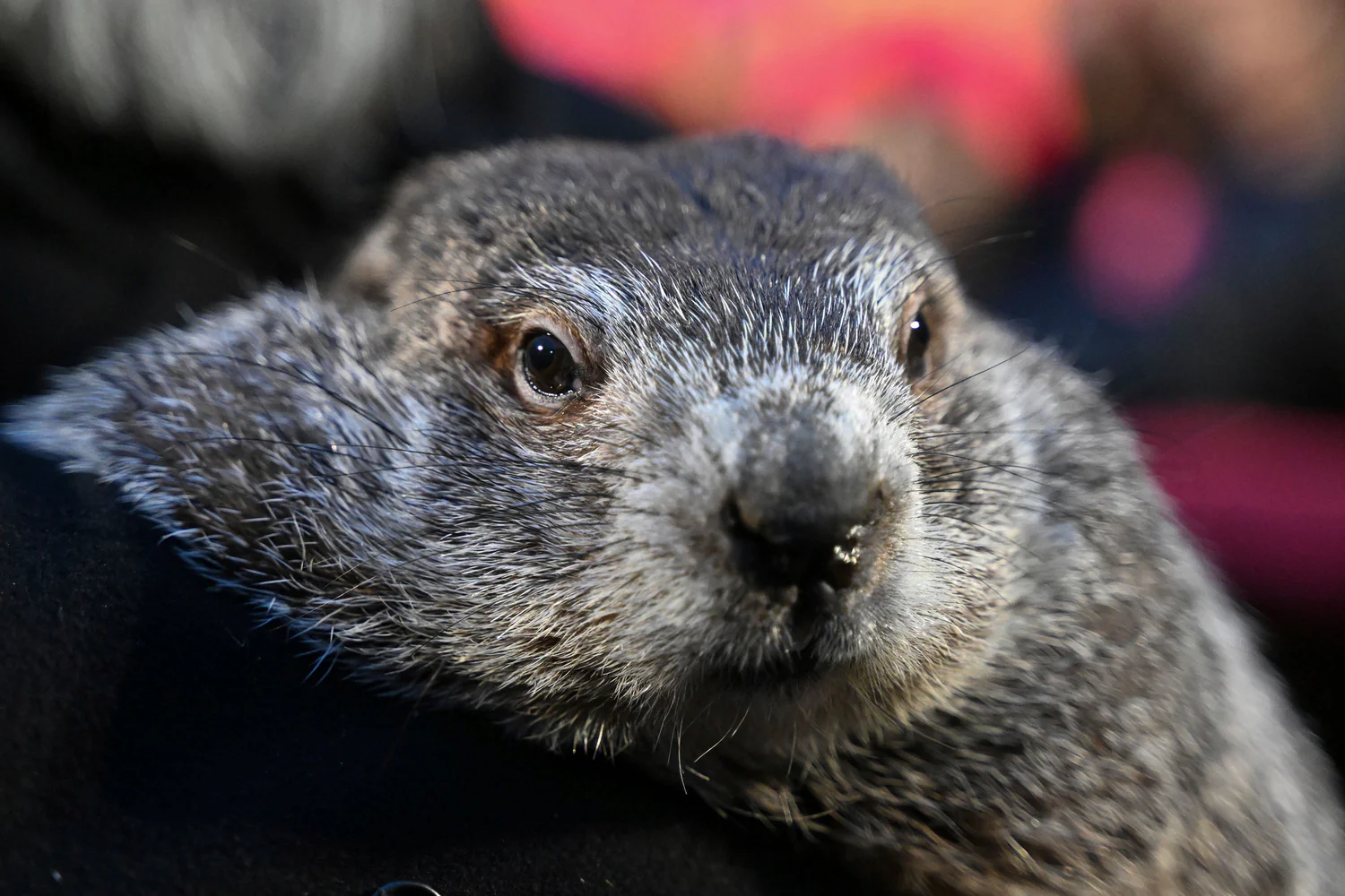Murmeldyret Punxsutawney Phil har blitt far - TV 2