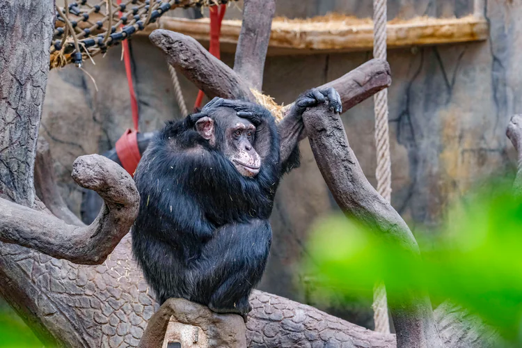 Sjimpansen Julius er blitt far igjen - TV 2