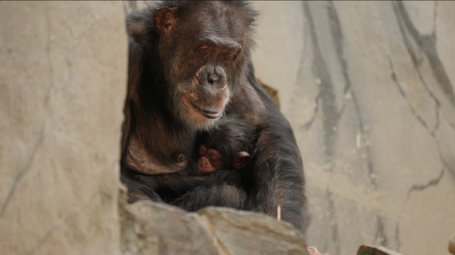 Sjimpansen Julius er blitt far igjen - TV 2
