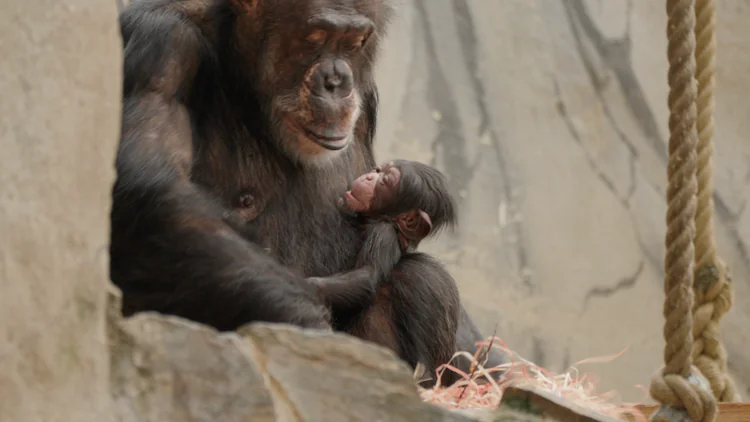 Sjimpansen Julius er blitt far igjen - TV 2