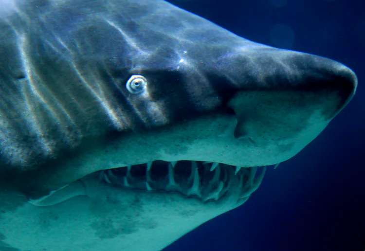 Florida-mann bitt av hai på samme strand som for elleve år siden - TV 2