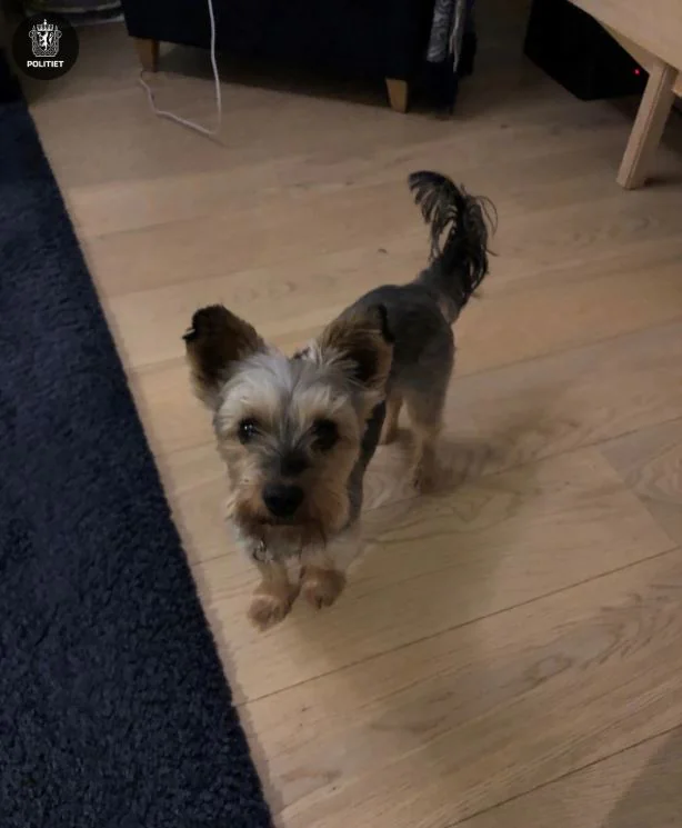 Hund stjålet utenfor Kiwi i Kristiansand - TV 2