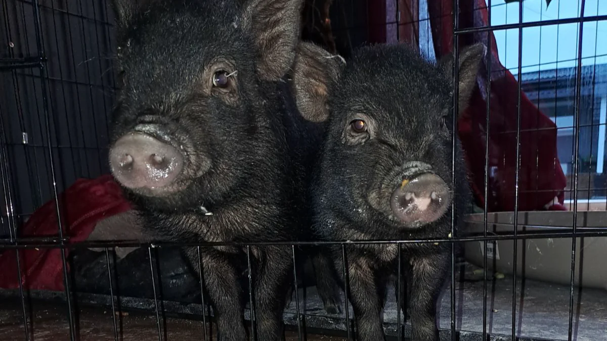 Minigrisen Happy har kommet til rette - TV 2