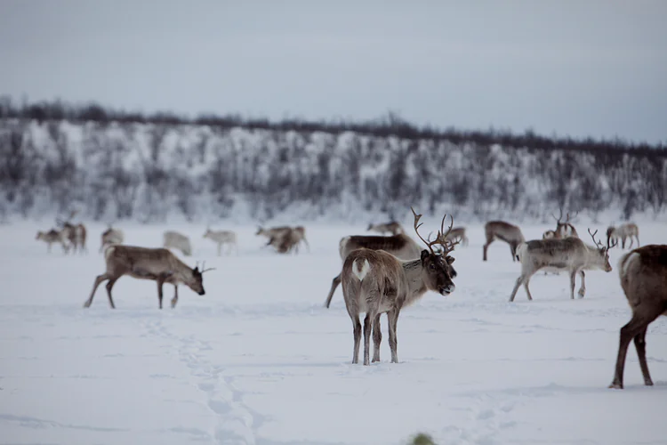 Ekteparet Assad: Avviser skilsmisserykter - TV 2