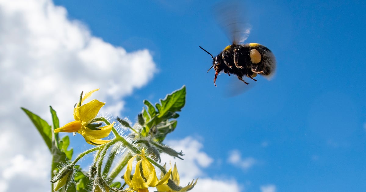 La humla suse – WWF ber folk ikke klipp gresset i mai - TV 2