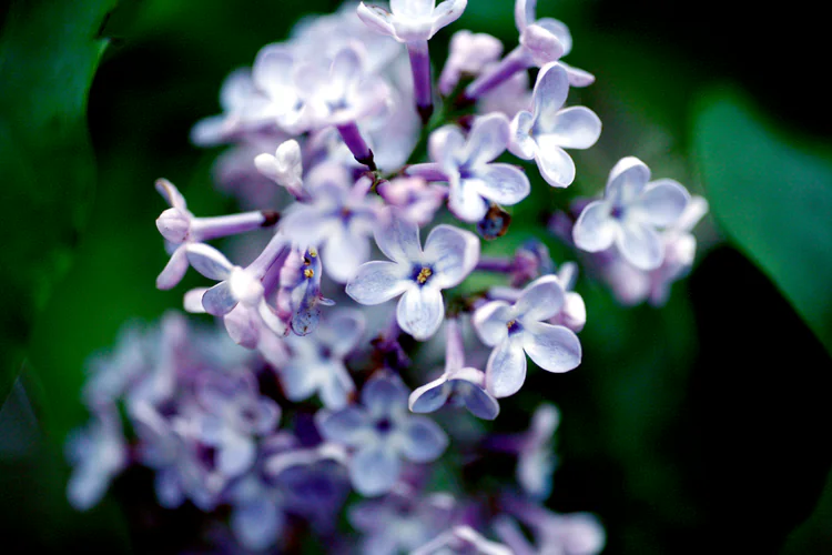 Miljøministeren setter foten ned for syrin-forbud - TV 2